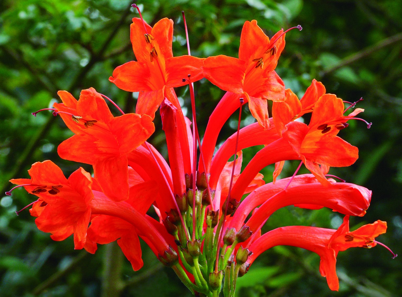 BIGNONIA CAPENSIS NARANJA TUTOR – Profesionales Vivercid