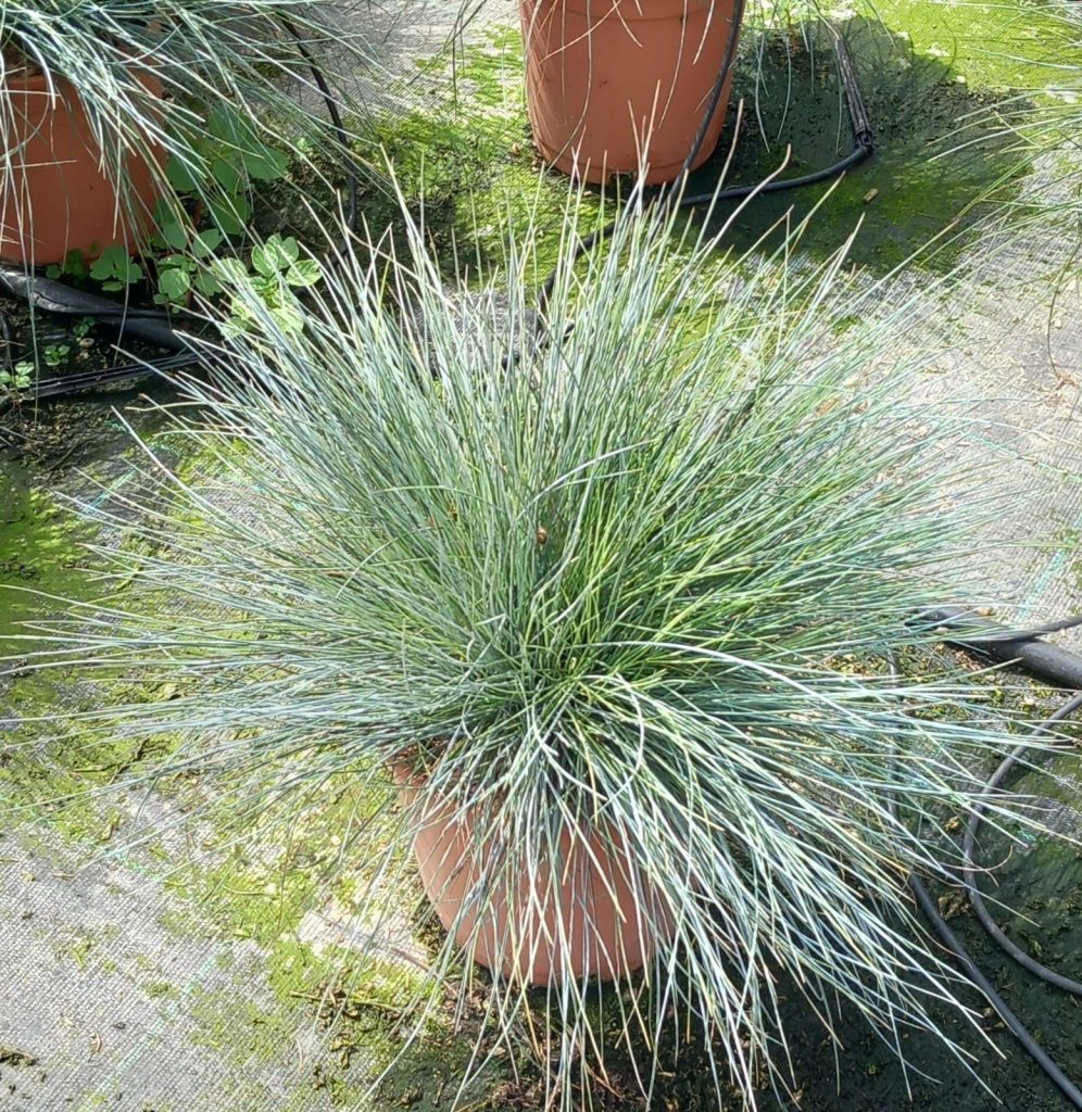 FESTUCA GLAUCA